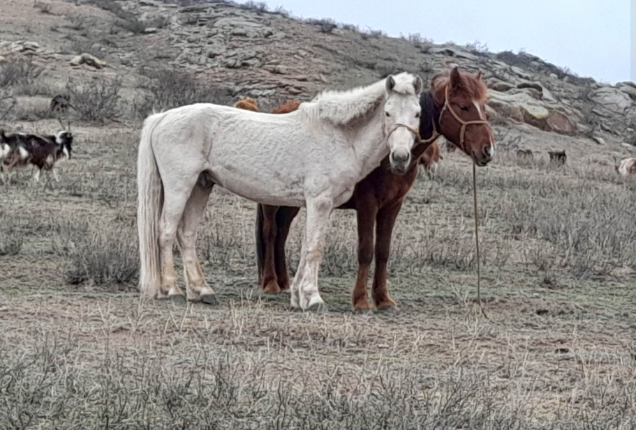 Udam uhshil saitai sharga hawchig azraga zarna