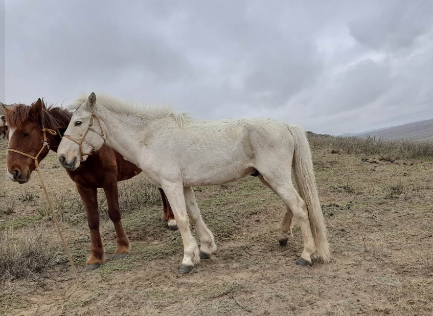 Udam uhshil saitai sharga hawchig azraga zarna