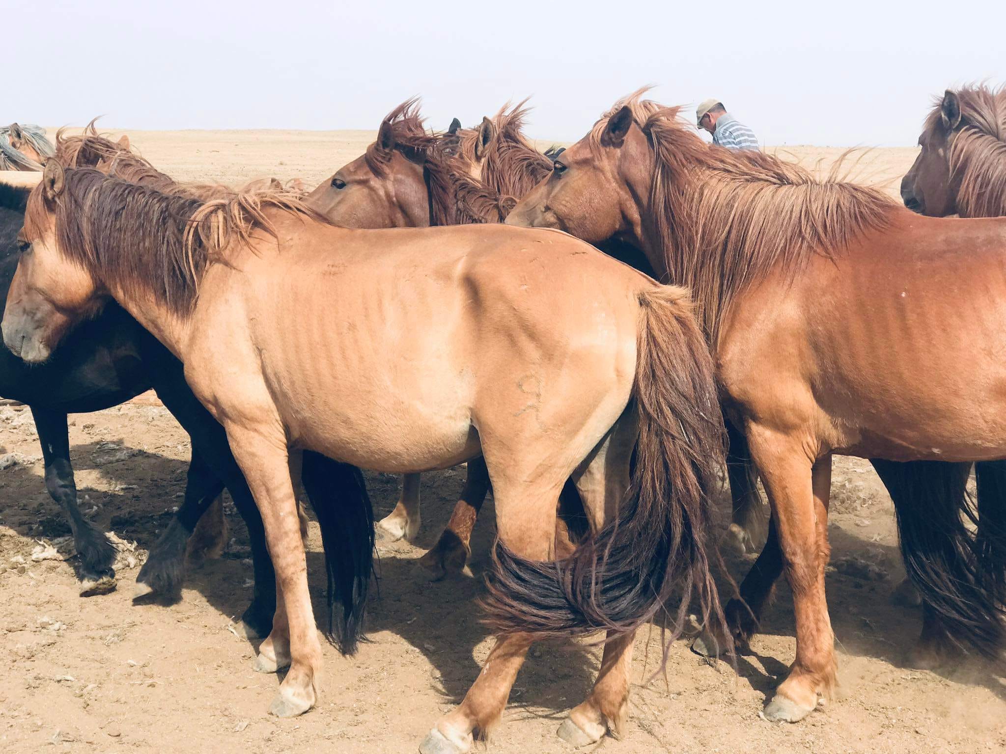 Үрээнүүд хайж байна